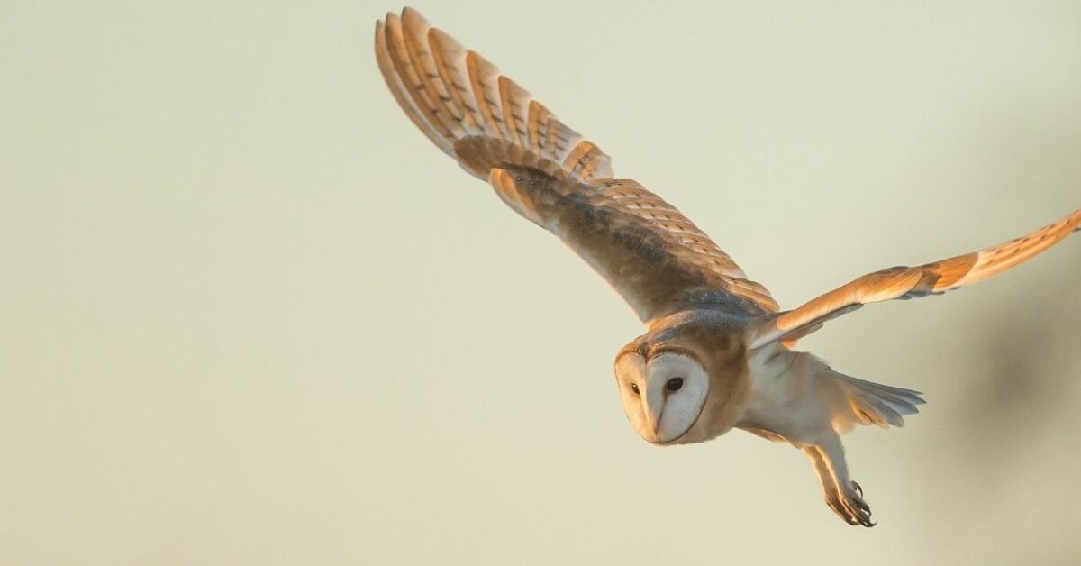 Owls for Peace: Ecology and Reconciliation - Swissnex
