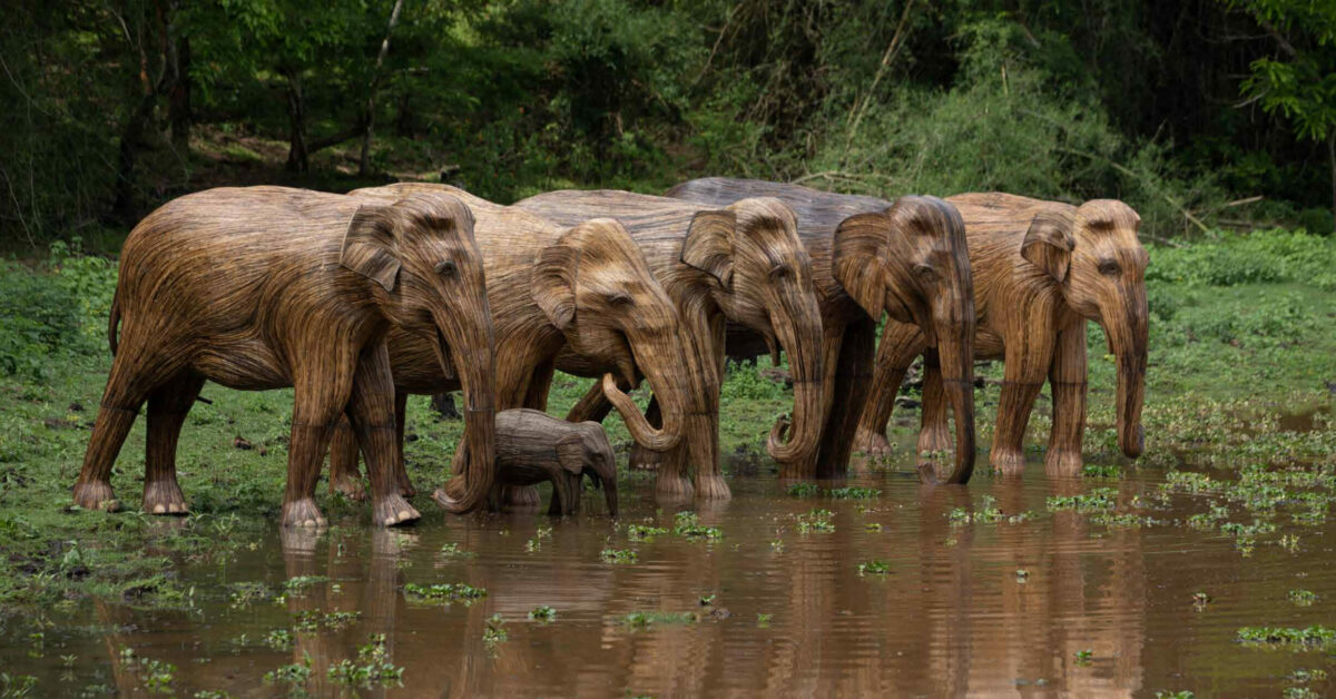 Human-Wildlife Coexistence: Lantana Elephants Send a Message