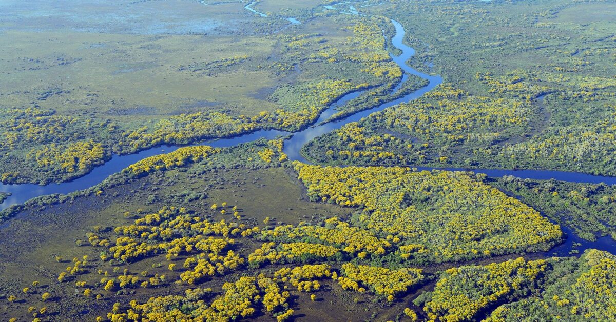 Website shows size and importance of Brazilian biodiversity for the ...