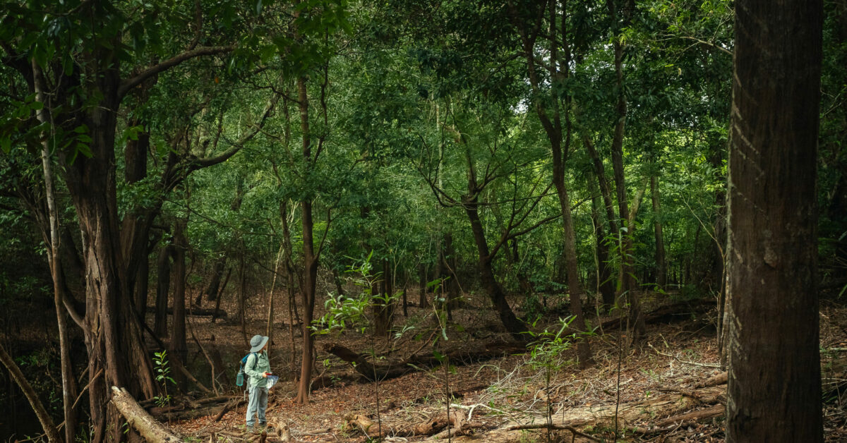 ETH BiodivX: Surveying Biodiversity for Amazon Rainforest Conservation ...